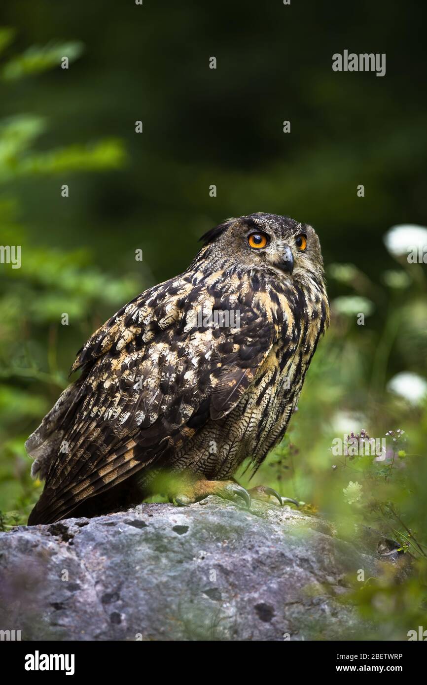 Strong eurasian eagle-owl looking up and sitting on a stone in summer ...