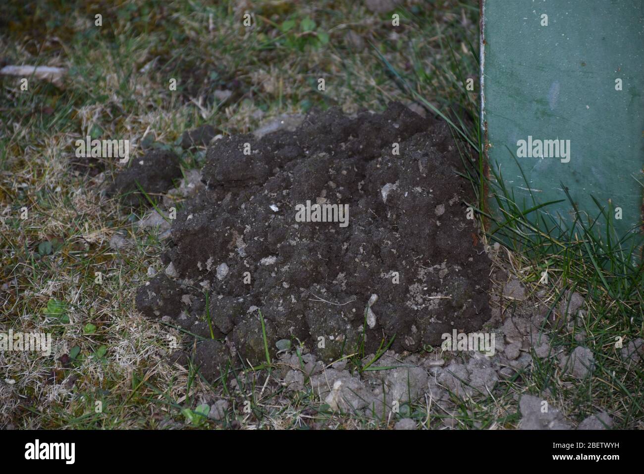 Maulwurf hi-res stock photography and images - Alamy