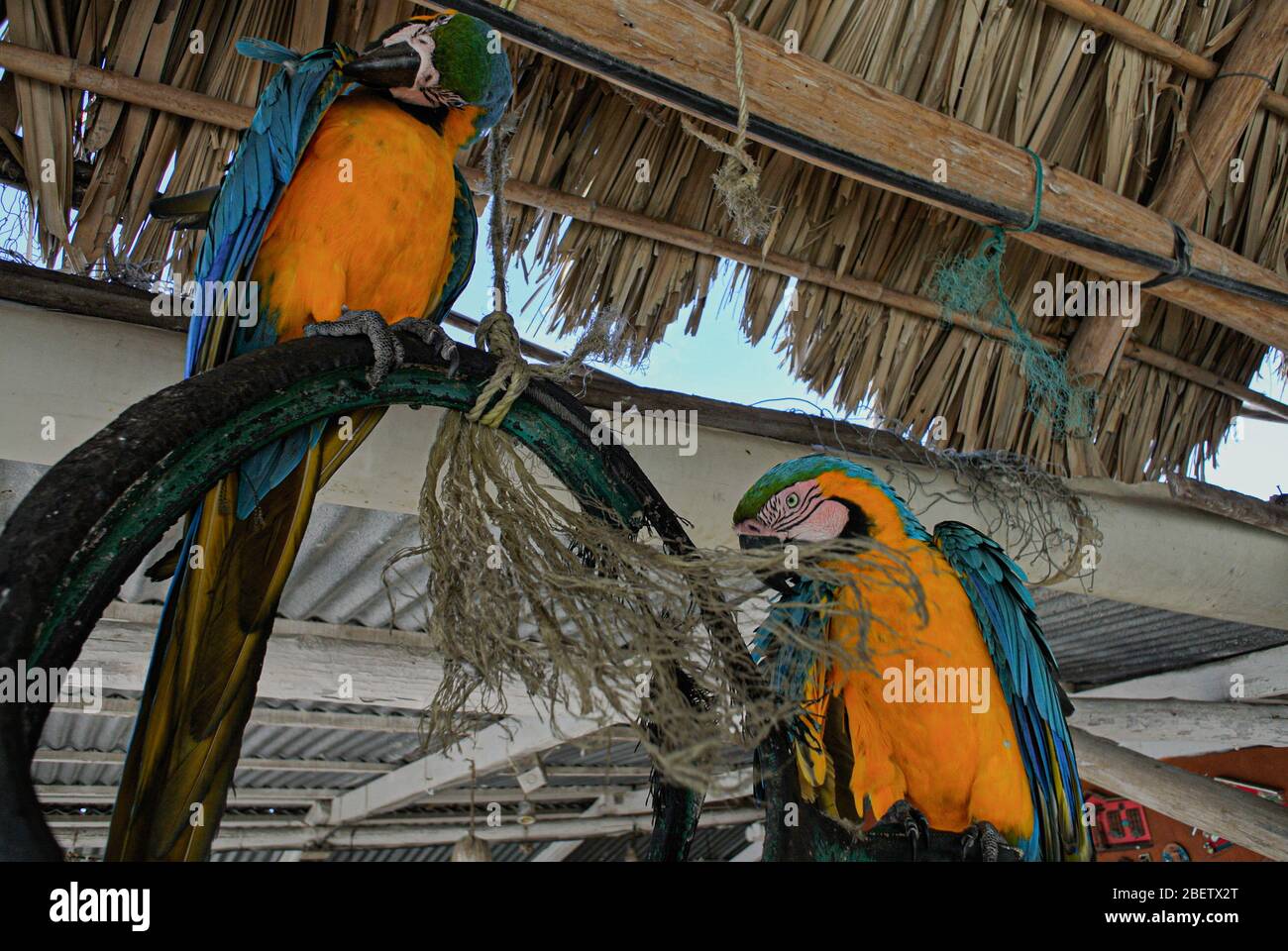 Blue yellow macaws green hi-res stock photography and images - Alamy