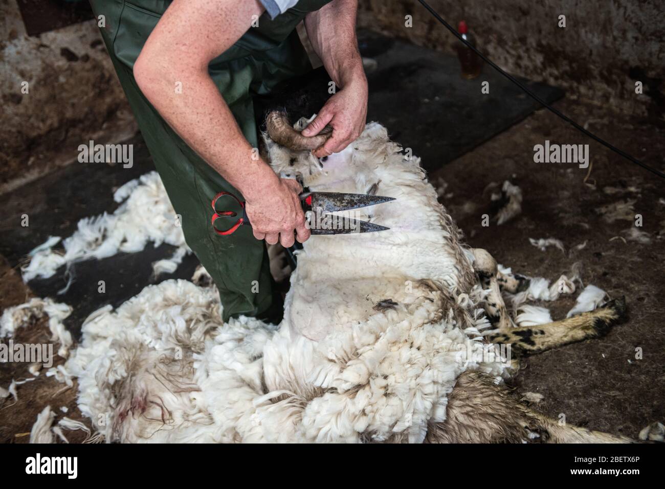 Farmer cutting wool hi-res stock photography and images - Alamy