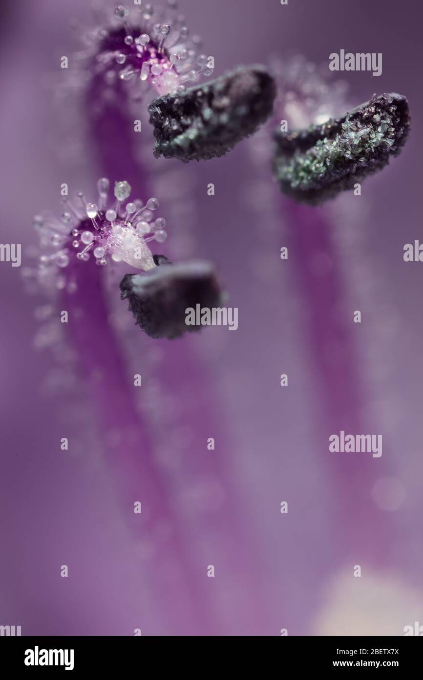 plant stem with water droplets, macro photography Stock Photo - Alamy