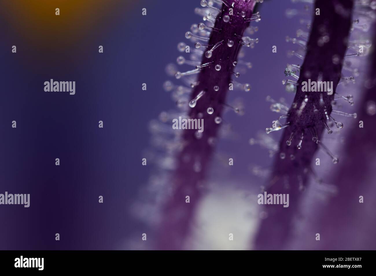 plant stem with water droplets, macro photography Stock Photo - Alamy