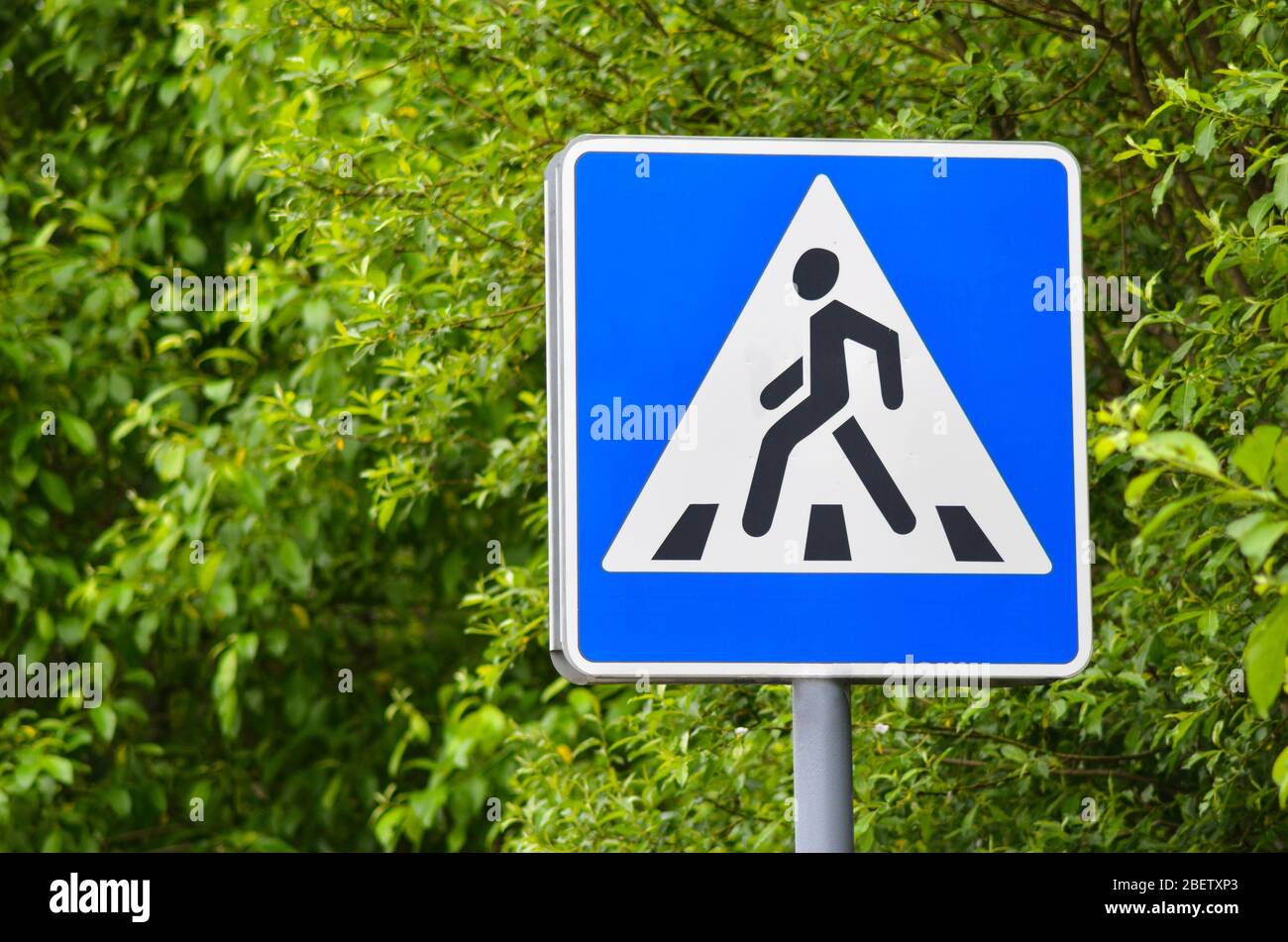 Road sign pedestrian crossing on background of trees Stock Photo - Alamy