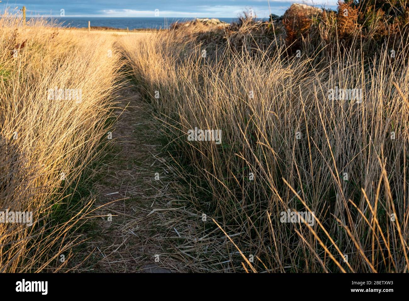 Late summer grasses with path through, South Devon Stock Photo - Alamy
