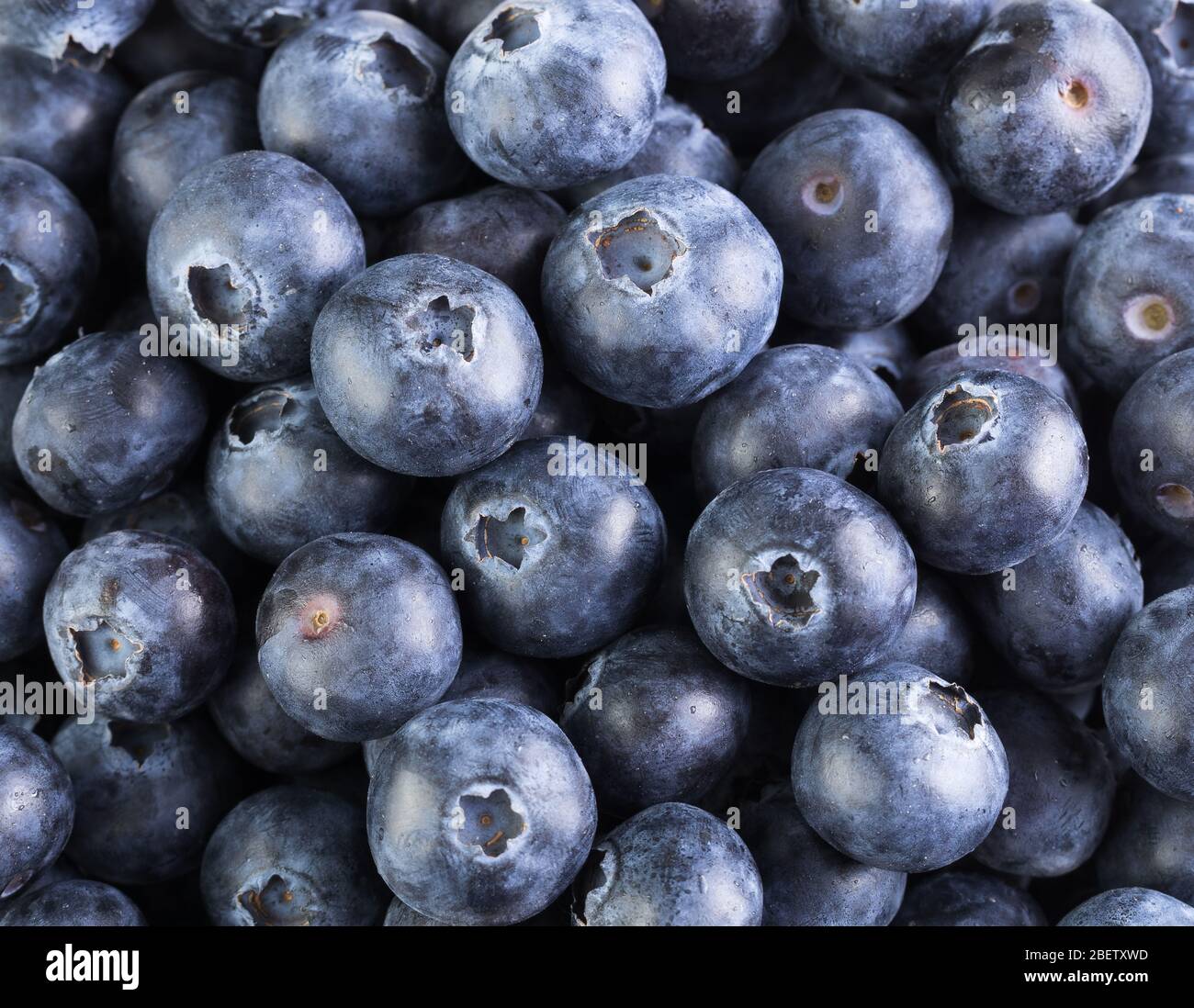 Beautiful fresh large blueberry was photographed in the studio Stock ...