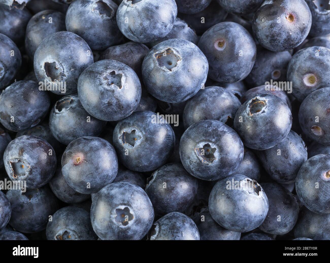 Beautiful fresh large blueberry was photographed in the studio Stock ...