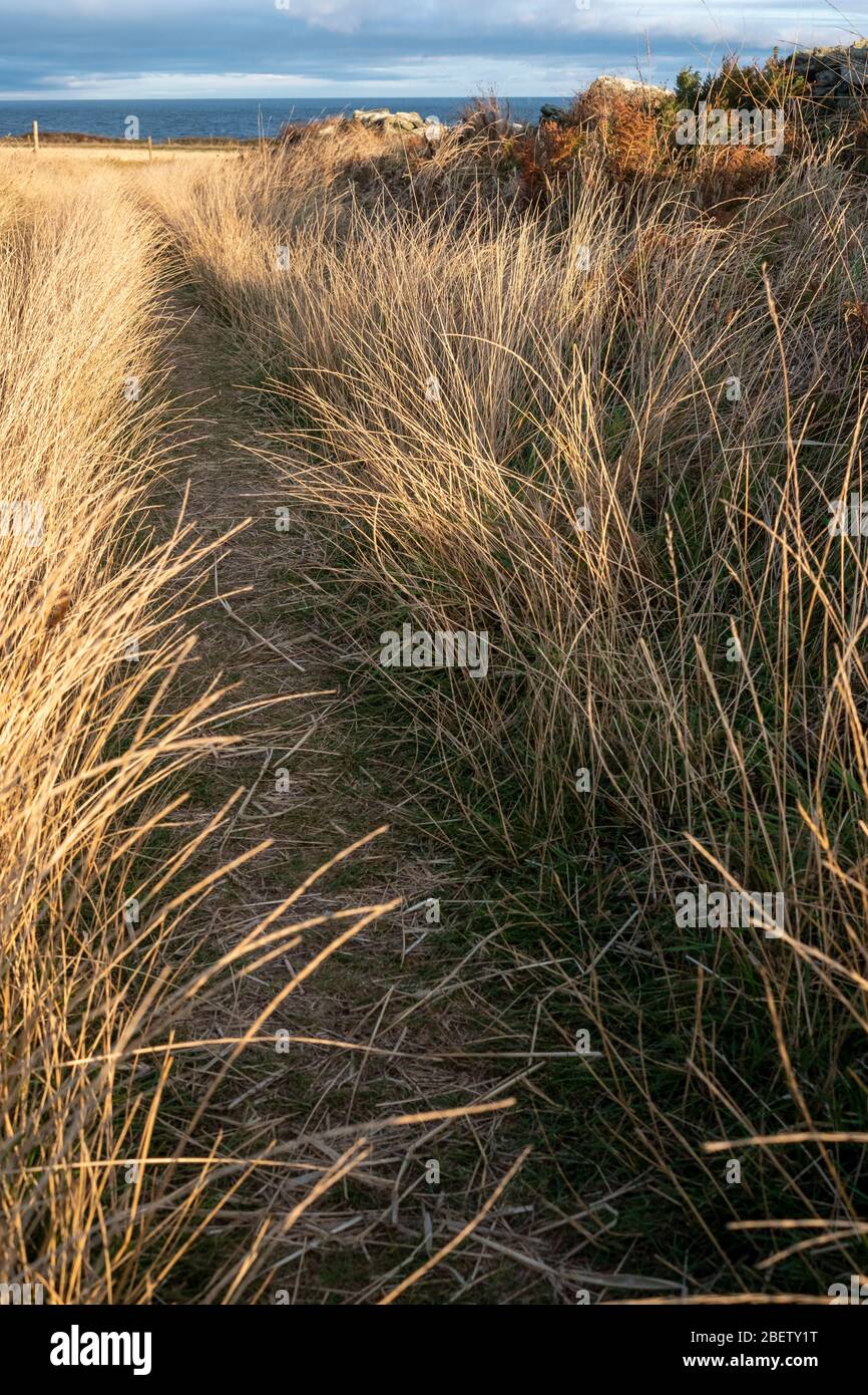 Late summer grasses with path through, South Devon Stock Photo - Alamy