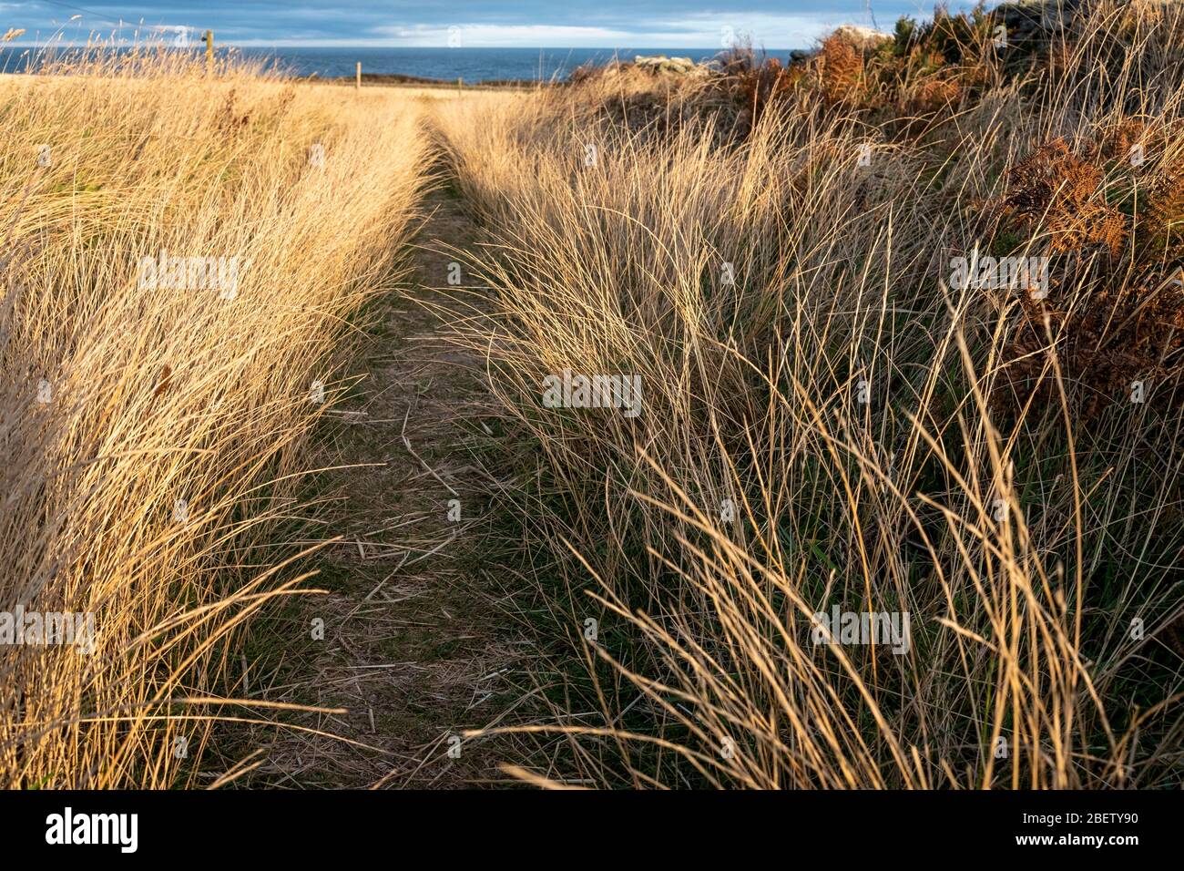 Late summer grasses with path through, South Devon Stock Photo - Alamy
