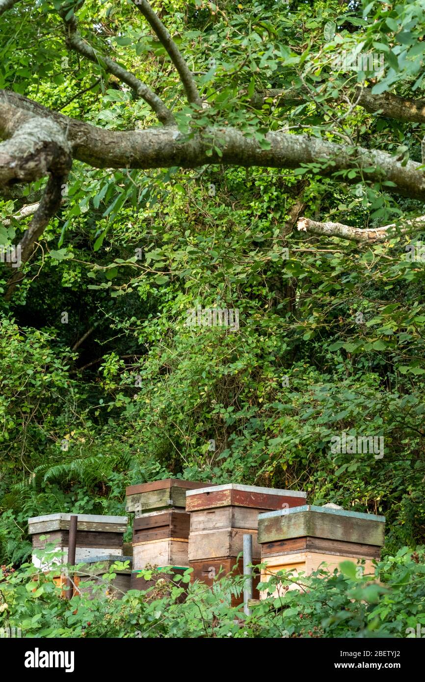 Rural bee hives at edge of field Stock Photo - Alamy