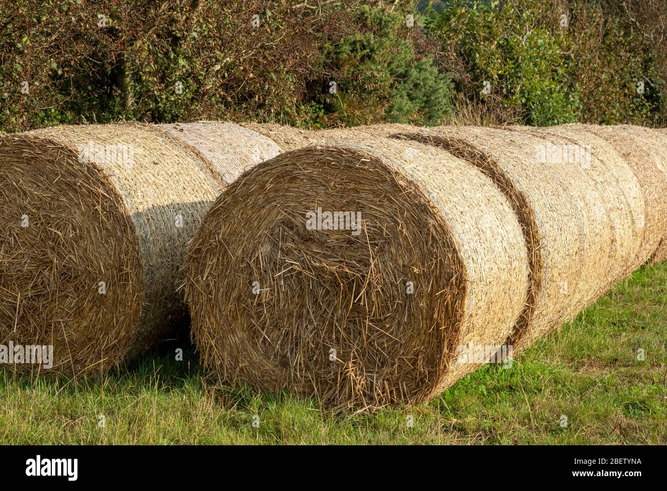 Devon farm hay bales hi-res stock photography and images - Alamy