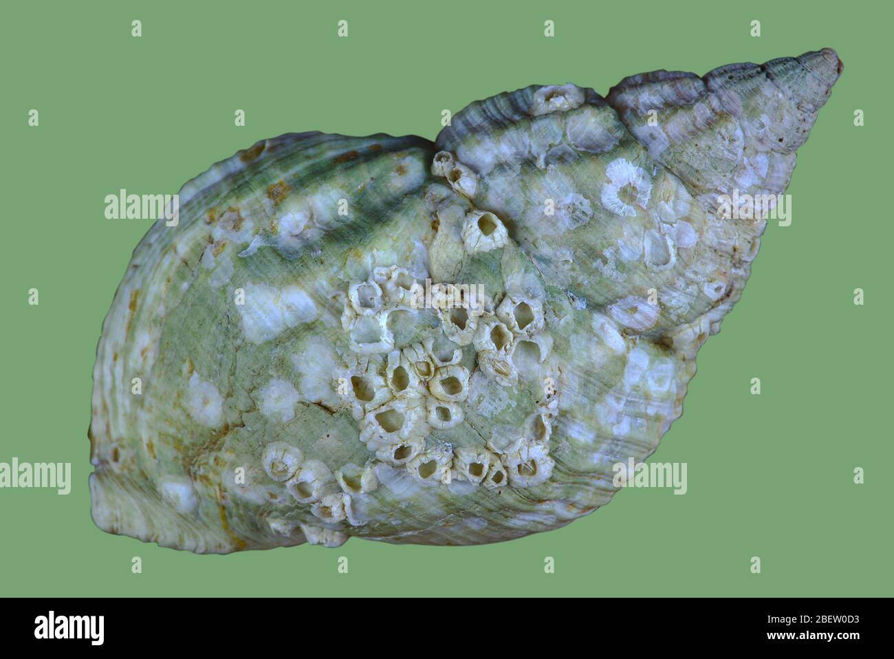 Whelk shell hi-res stock photography and images - Alamy
