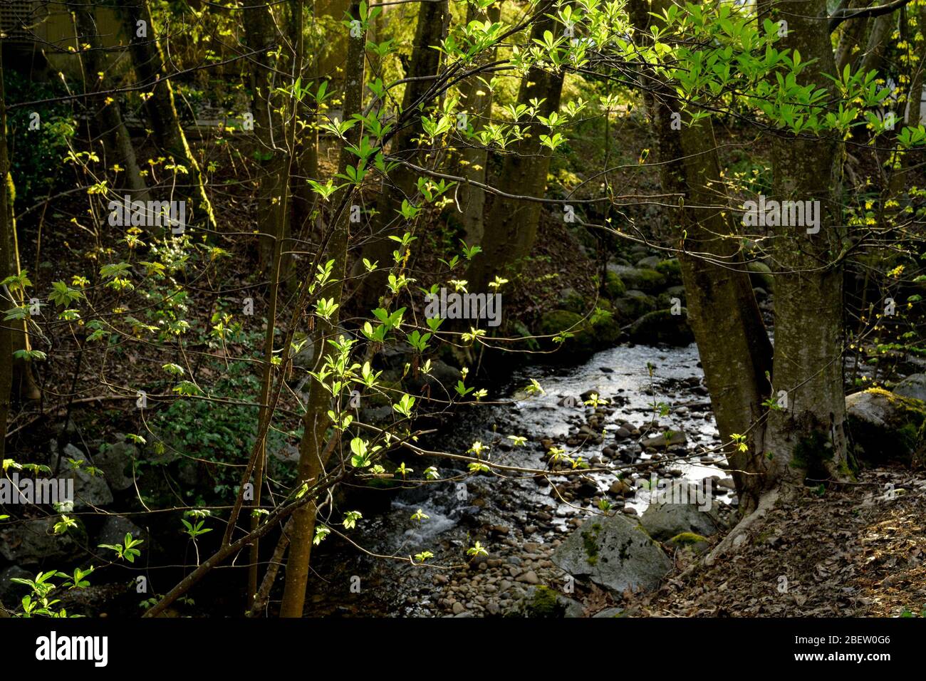 Lynn valley hi-res stock photography and images - Alamy