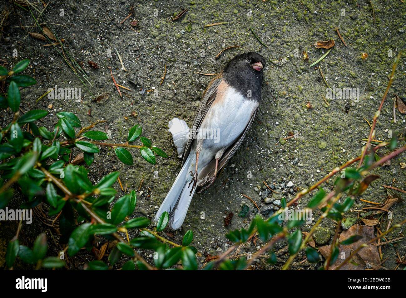 Junco bird hi-res stock photography and images - Alamy