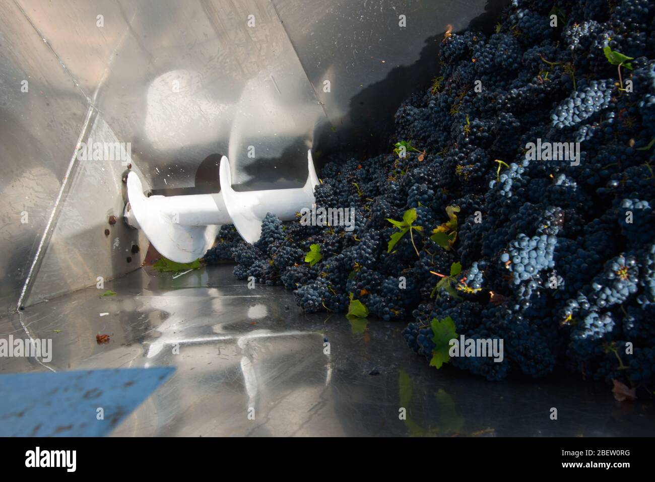red grapes shreddered for wine production, stellenbosch, south africa ...