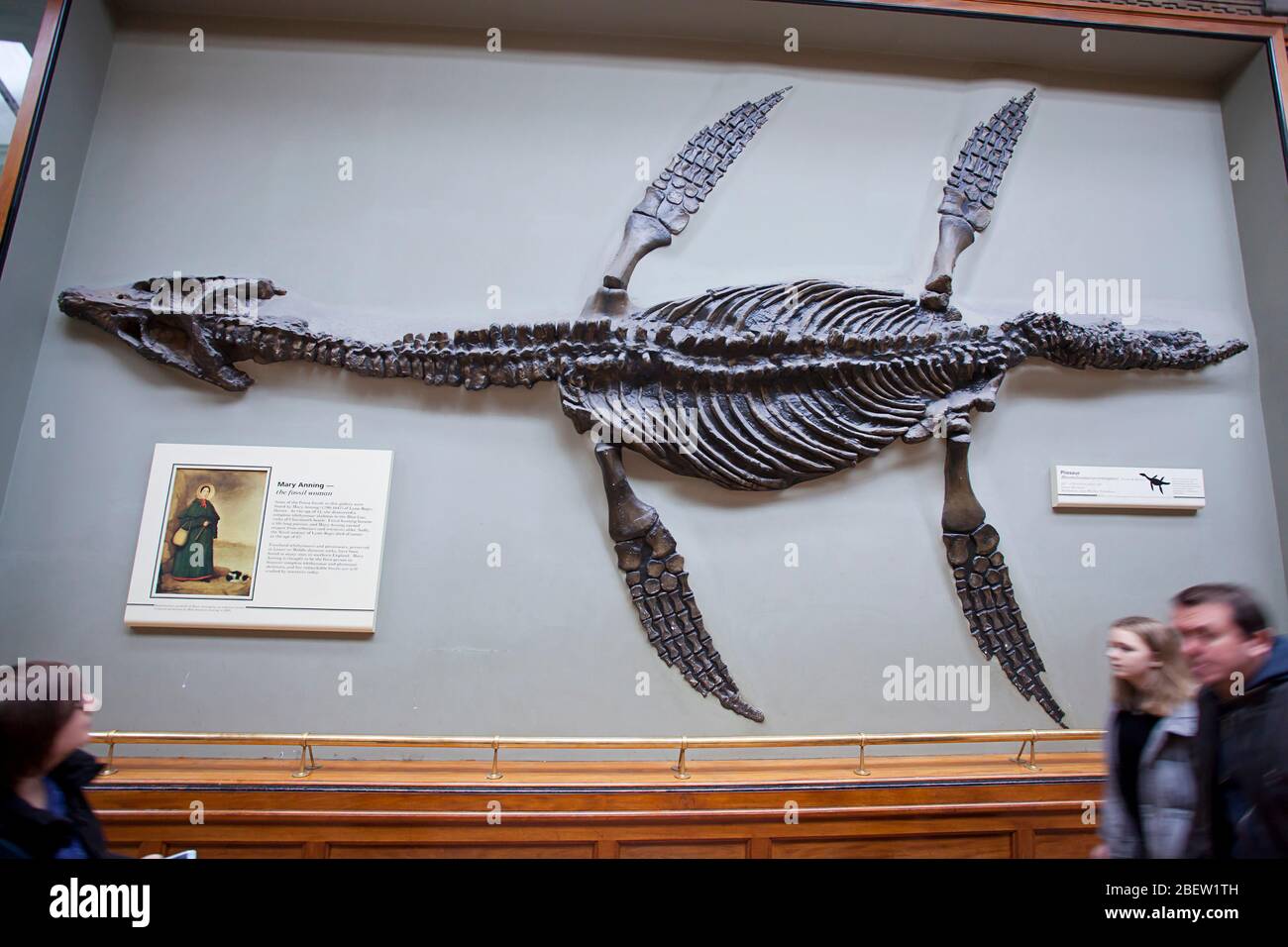 Plesiosaurus hi-res stock photography and images - Alamy
