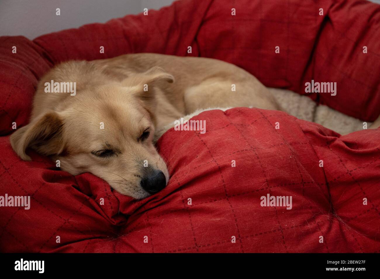 Sad sheepdog hi-res stock photography and images - Alamy