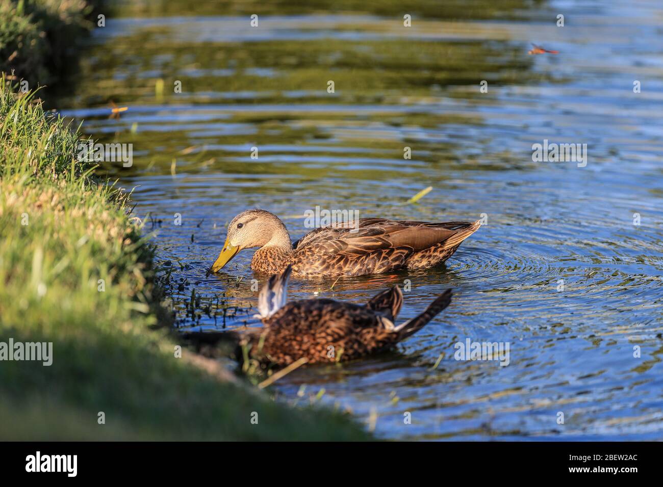 Lago patos hi-res stock photography and images - Alamy