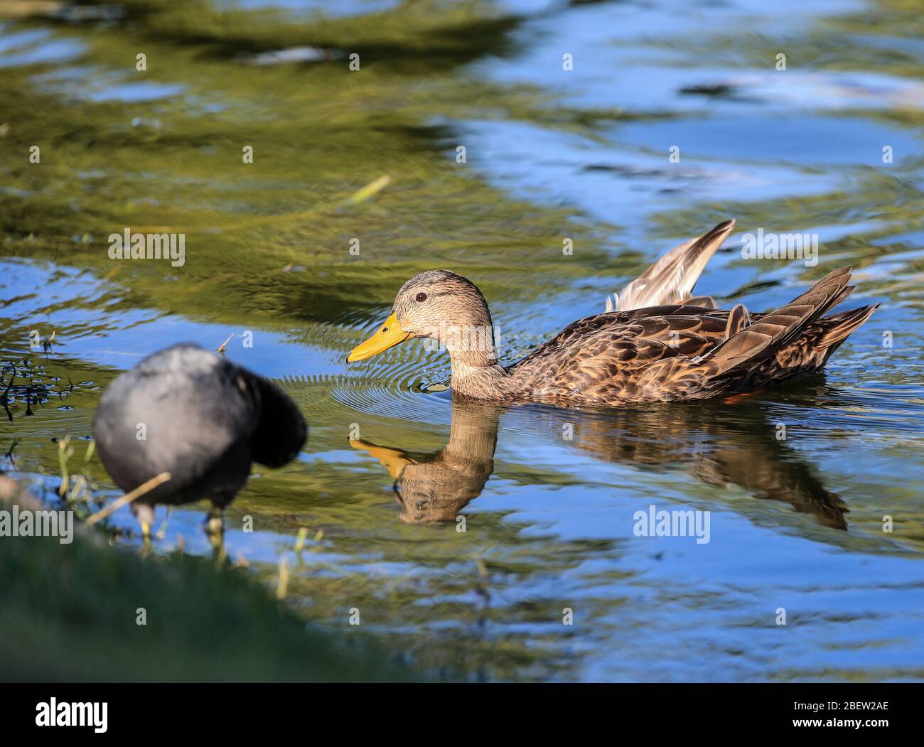 Pato Nadando