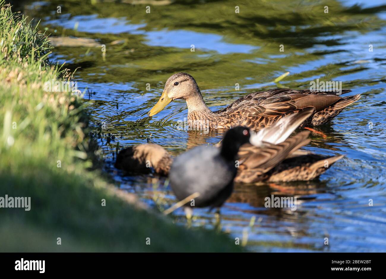 Lago patos hi-res stock photography and images - Alamy