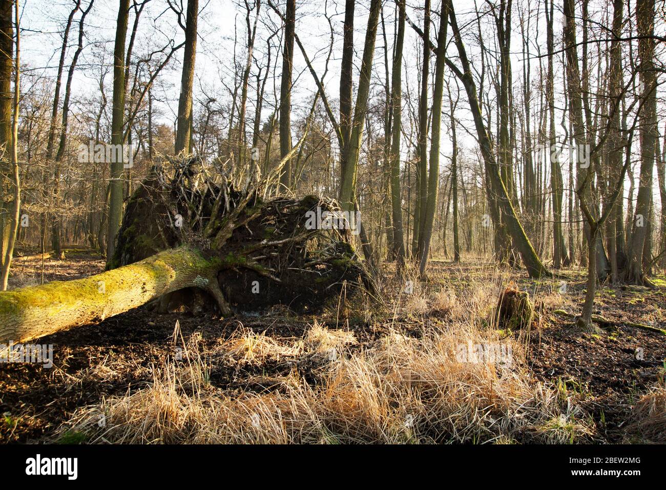 Bucher forst hi-res stock photography and images - Alamy