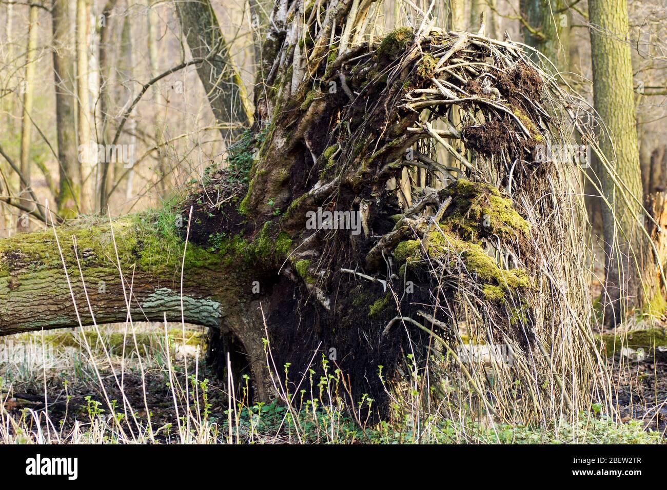 Bucher Forst High Resolution Stock Photography and Images - Alamy