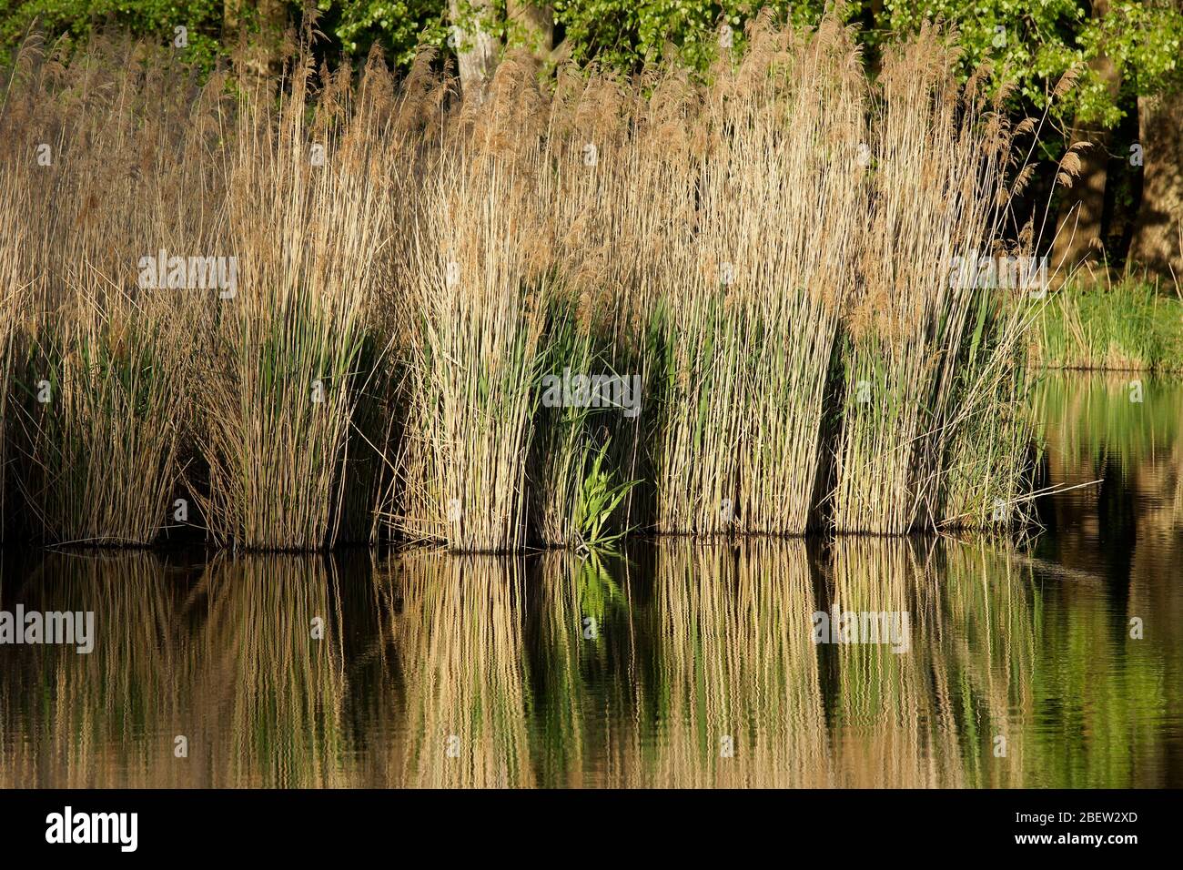 Feuchtbiotop hi-res stock photography and images - Alamy
