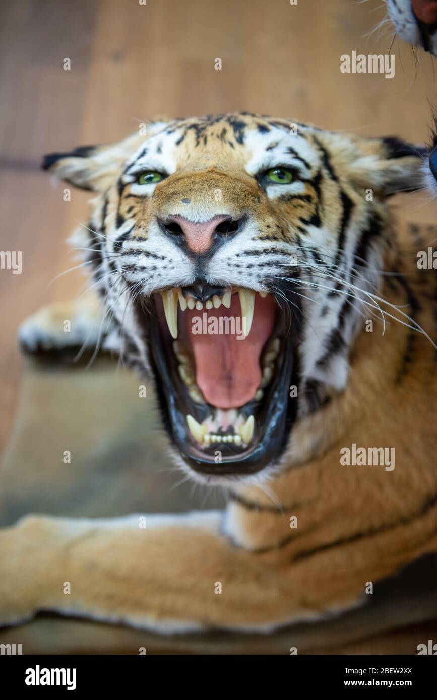 Tiger auge hi-res stock photography and images - Alamy
