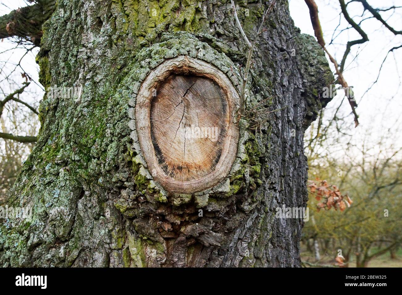 knothole of an old oak tree Stock Photo - Alamy