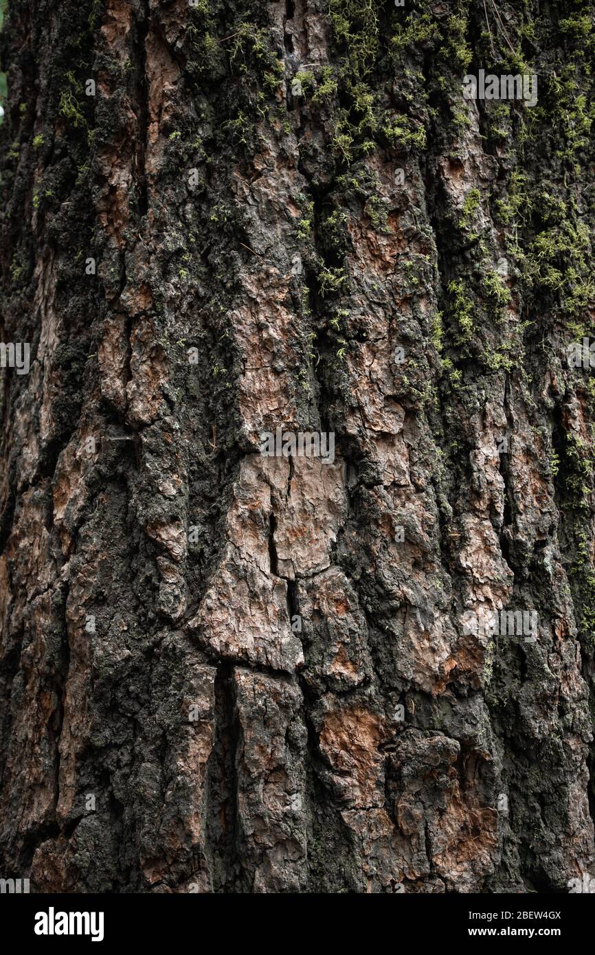 Big tree bark covered with a moss Stock Photo - Alamy