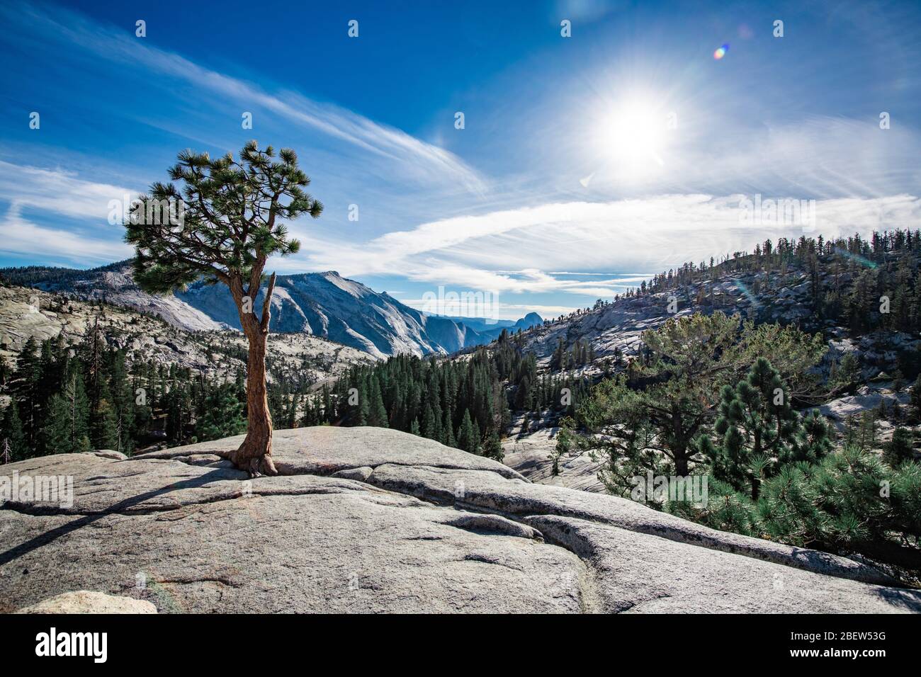 Yosemite olmsted point pine hi-res stock photography and images - Alamy