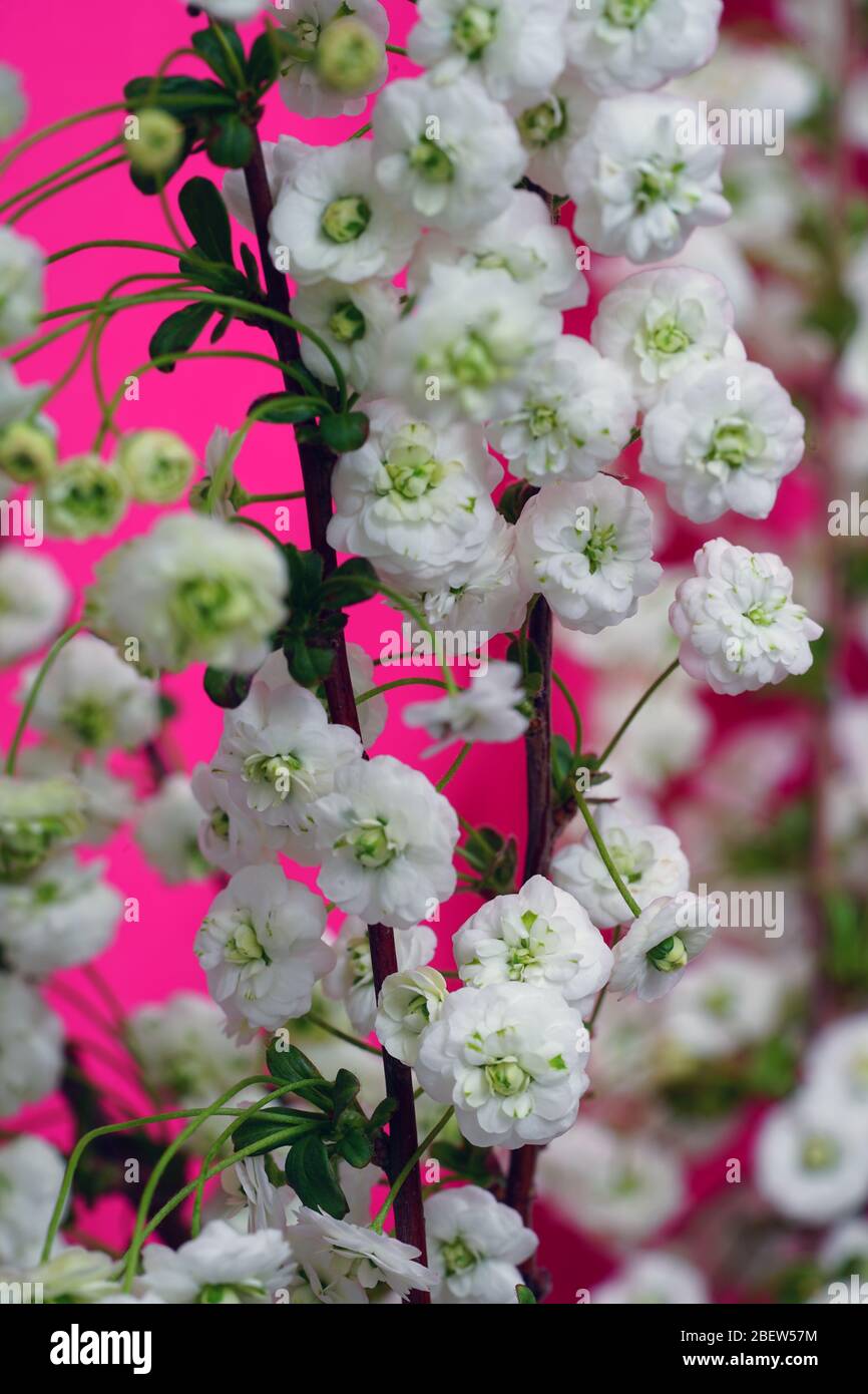 Bridal wreath spirea hi-res stock photography and images - Alamy