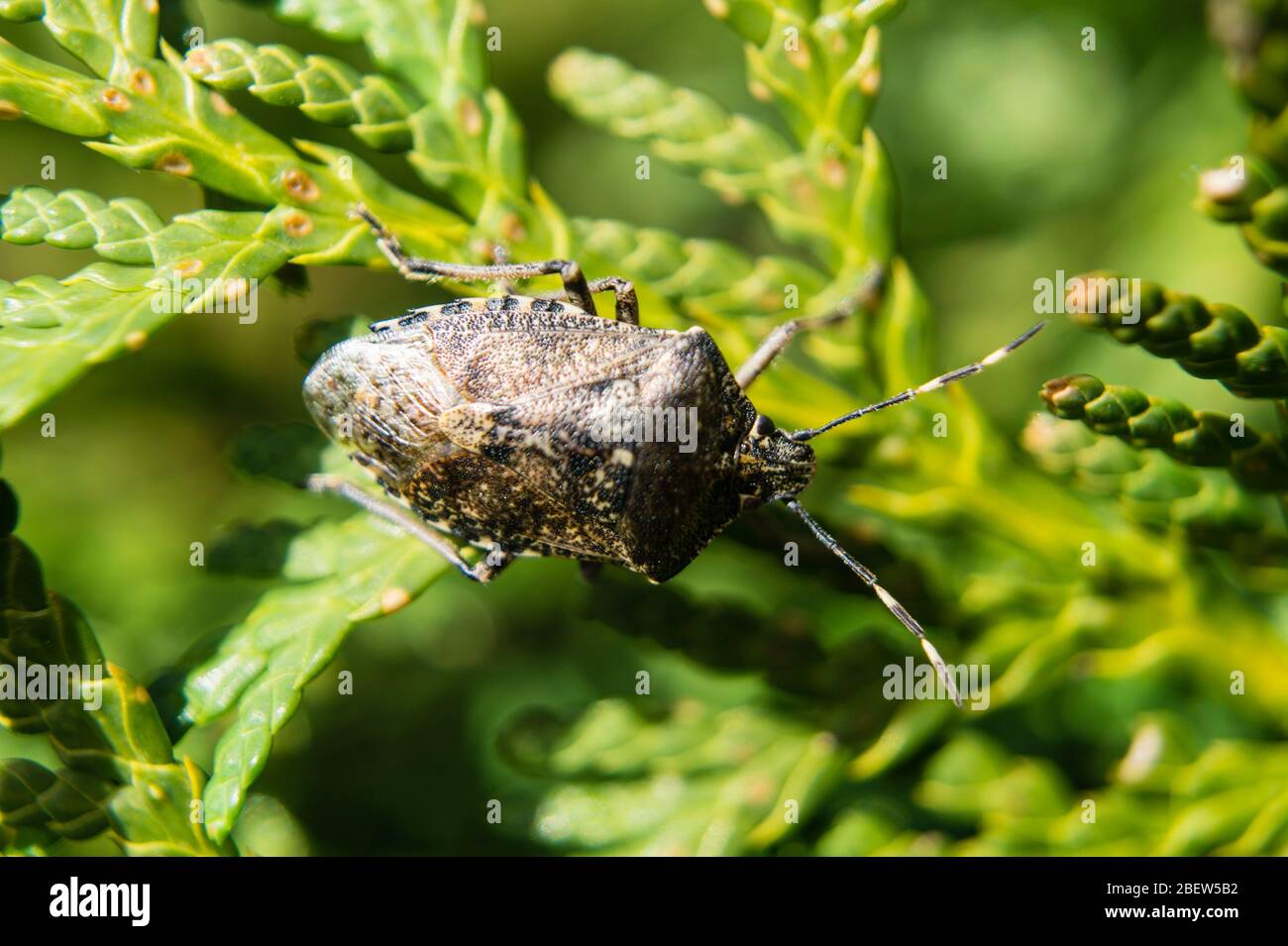 the Grey garden bug called RaphigasterNebulosa Stock Photo - Alamy