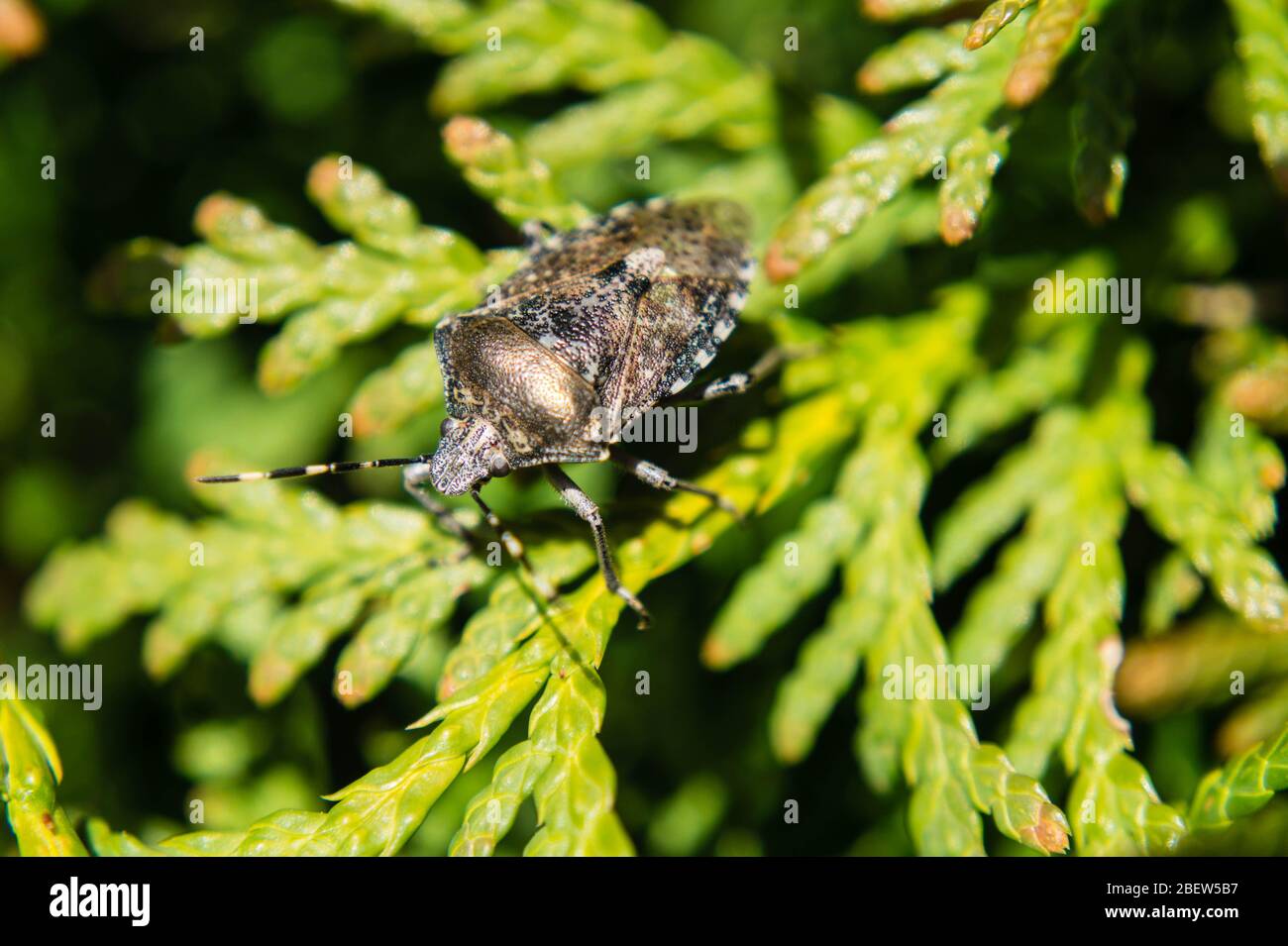 the Grey garden bug called RaphigasterNebulosa Stock Photo - Alamy