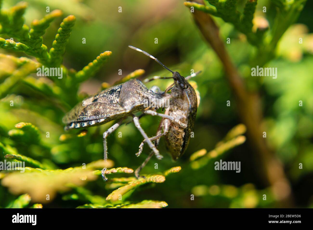 the Grey garden bug called RaphigasterNebulosa Stock Photo - Alamy