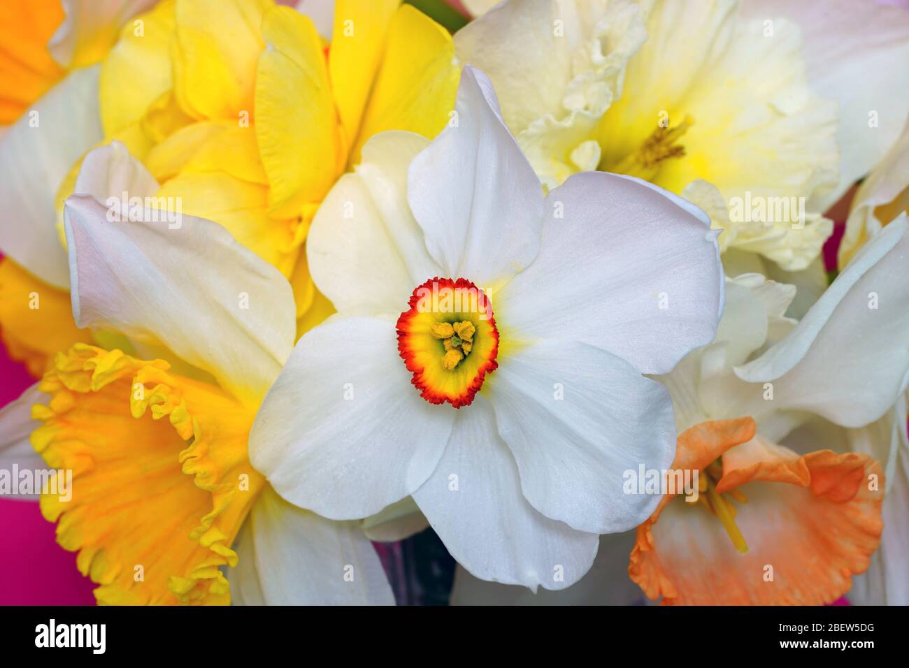 Bouquet of colorful yellow, orange and white daffodil flowers in a vase ...