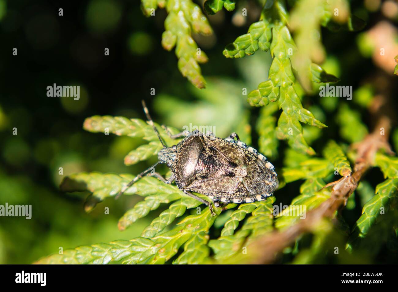 the Grey garden bug called RaphigasterNebulosa Stock Photo - Alamy