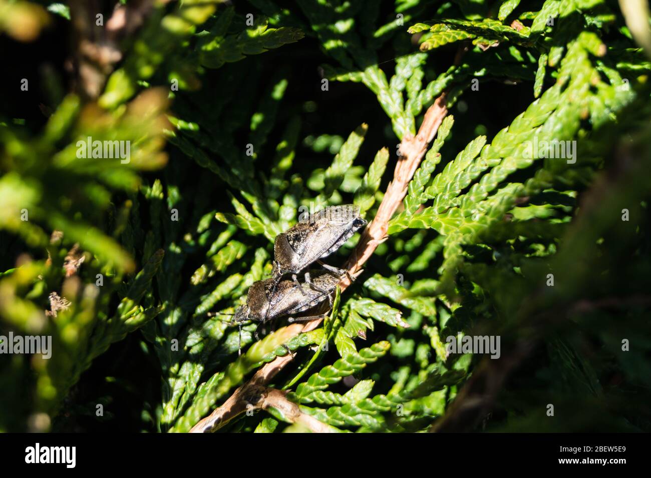 the Grey garden bug called RaphigasterNebulosa Stock Photo - Alamy