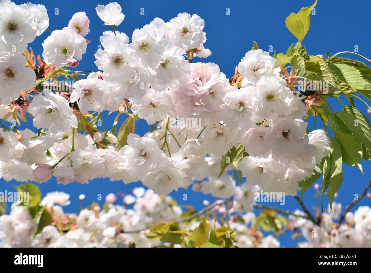 Prunus surrulata hi-res stock photography and images - Alamy