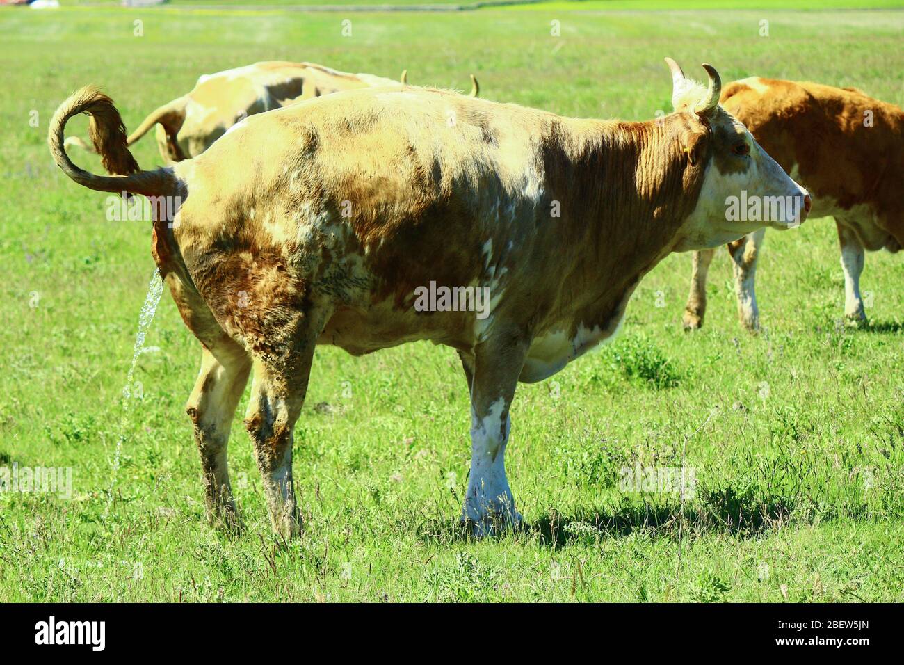 The ox grazing in the meadow is on the left and peeing. Blue cloudy sky ...