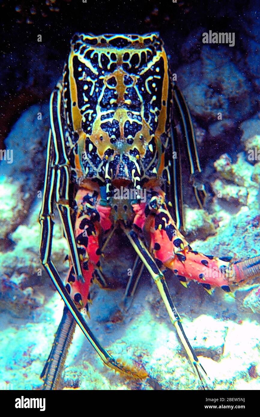 Painted Rock Lobster High Resolution Stock Photography and Images - Alamy