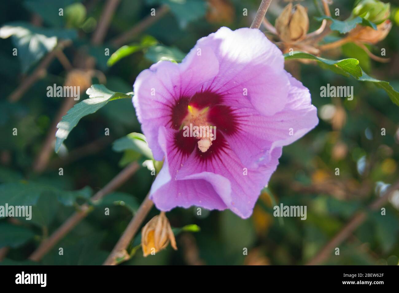 Purple flower mallow against the background of greenery. Close-up ...