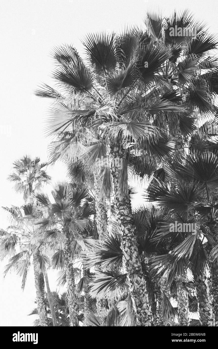 White palm trees hi-res stock photography and images - Alamy