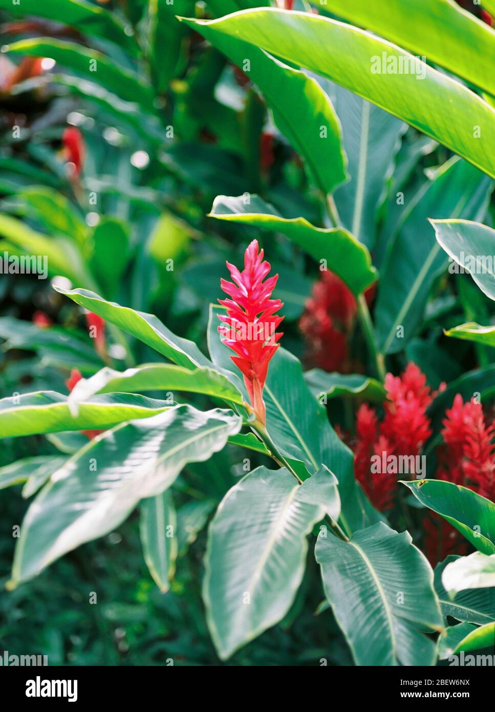 Ginger Lily Awapuhi Plant at Andres Lowe blog