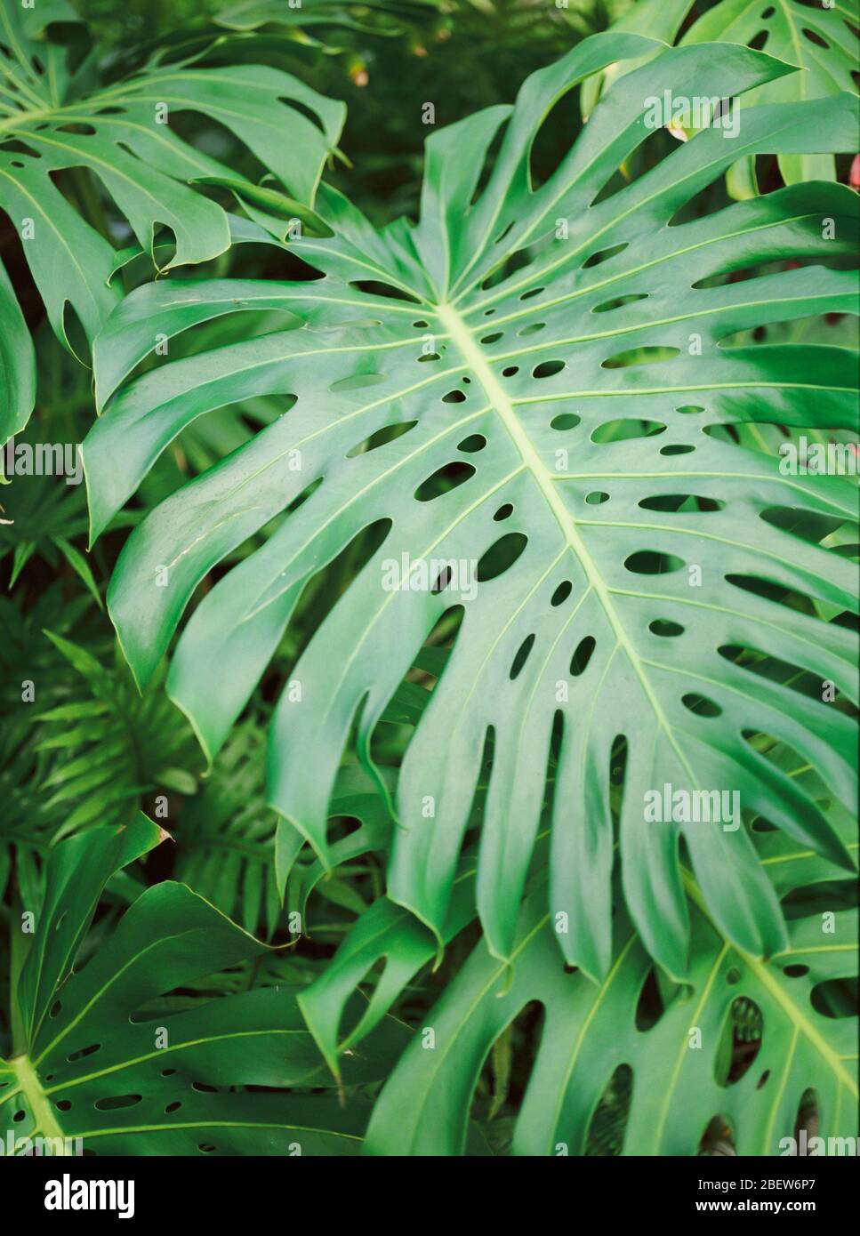 Monstera plant hi-res stock photography and images - Alamy
