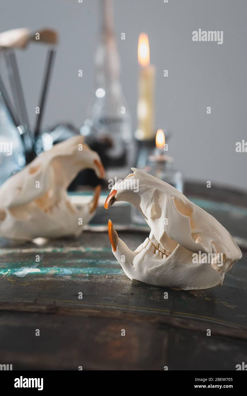 Beaver teeth skull hi-res stock photography and images - Alamy