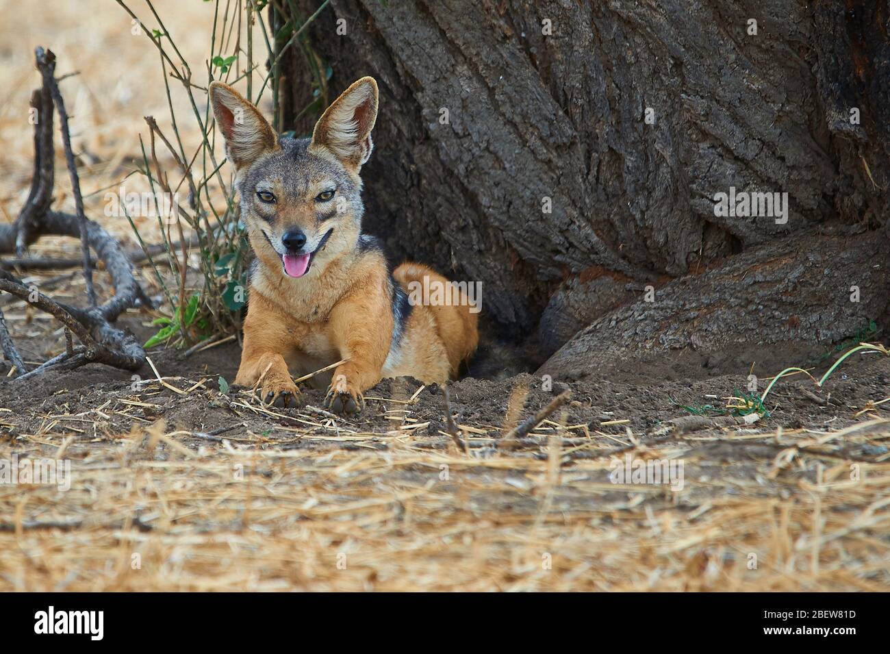 Female Black-backed Jackal guarding its den Stock Photo - Alamy