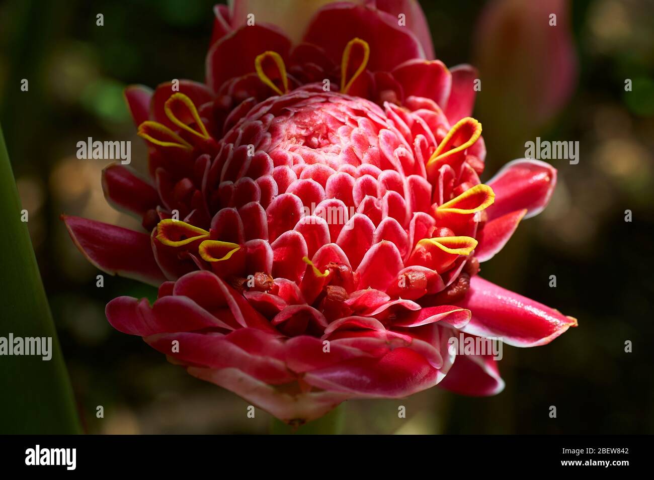 Blossoms of pink ginger Stock Photo - Alamy