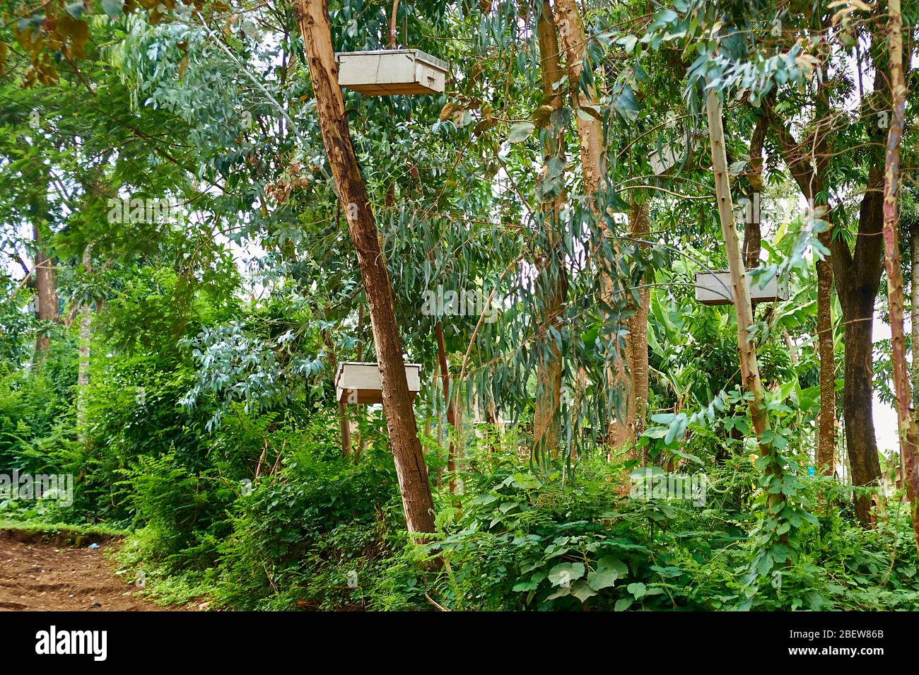 Traditional beehives, hanging predator-save in the trees Stock Photo ...