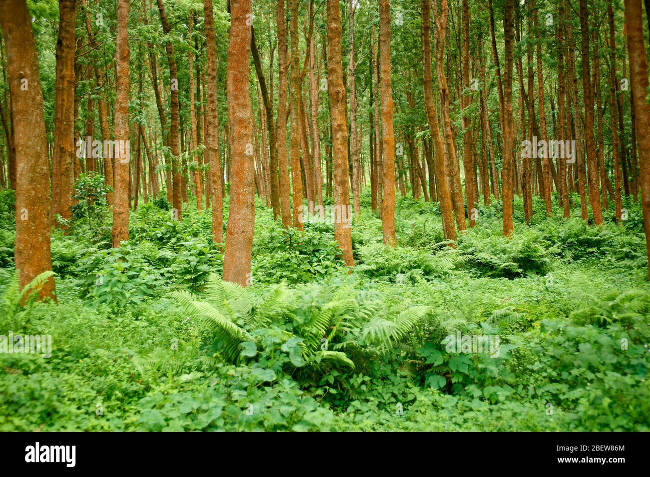 Sun-lighted tree trunks in a dense mountain forest Stock Photo - Alamy