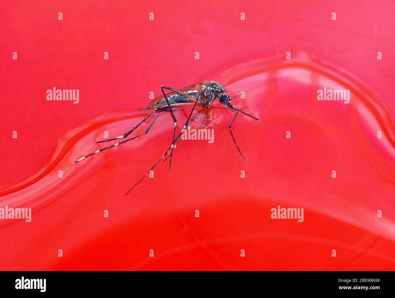 Aedes aegypti mosquitoes hi-res stock photography and images - Alamy